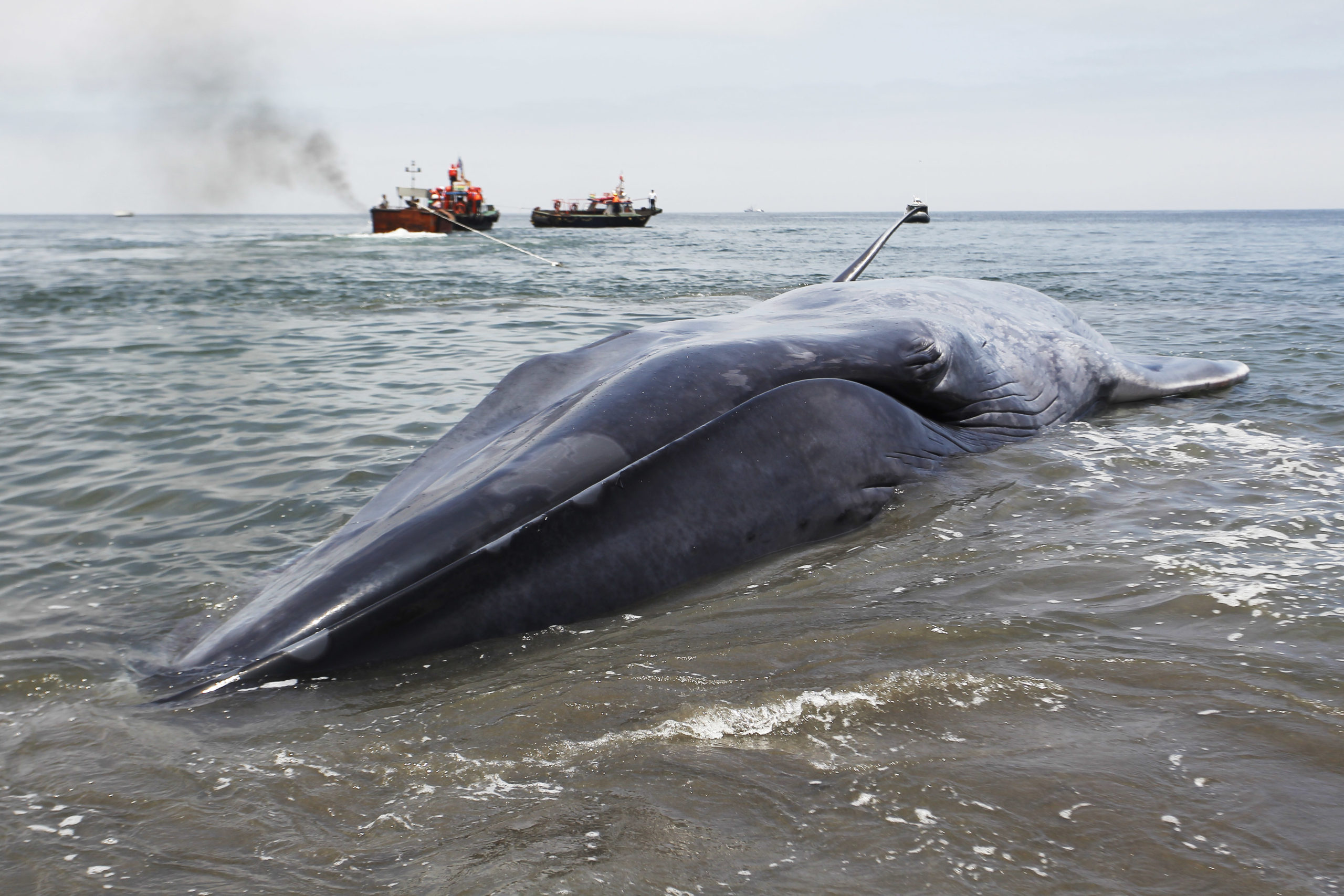 Ballena de 16 metros y con una gran protuberancia varó en la costa de ...
