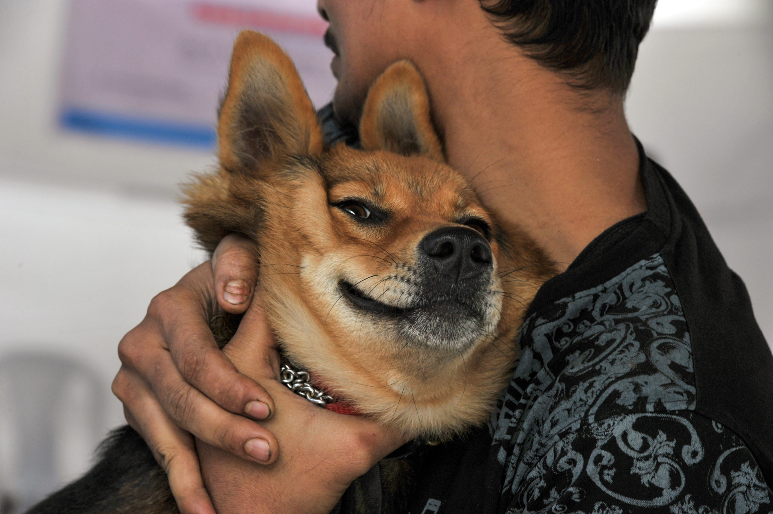 India: un perro salva a una familia de las inundaciones