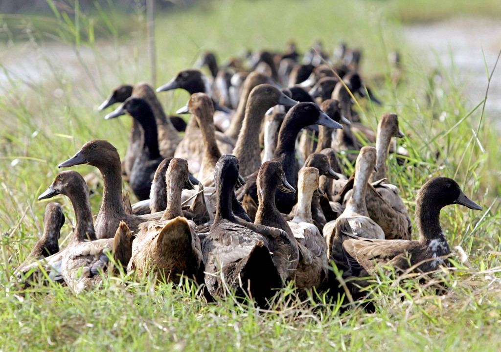 VIDEO | Temporada de patos: en Tailandia los usan para terminar con ...