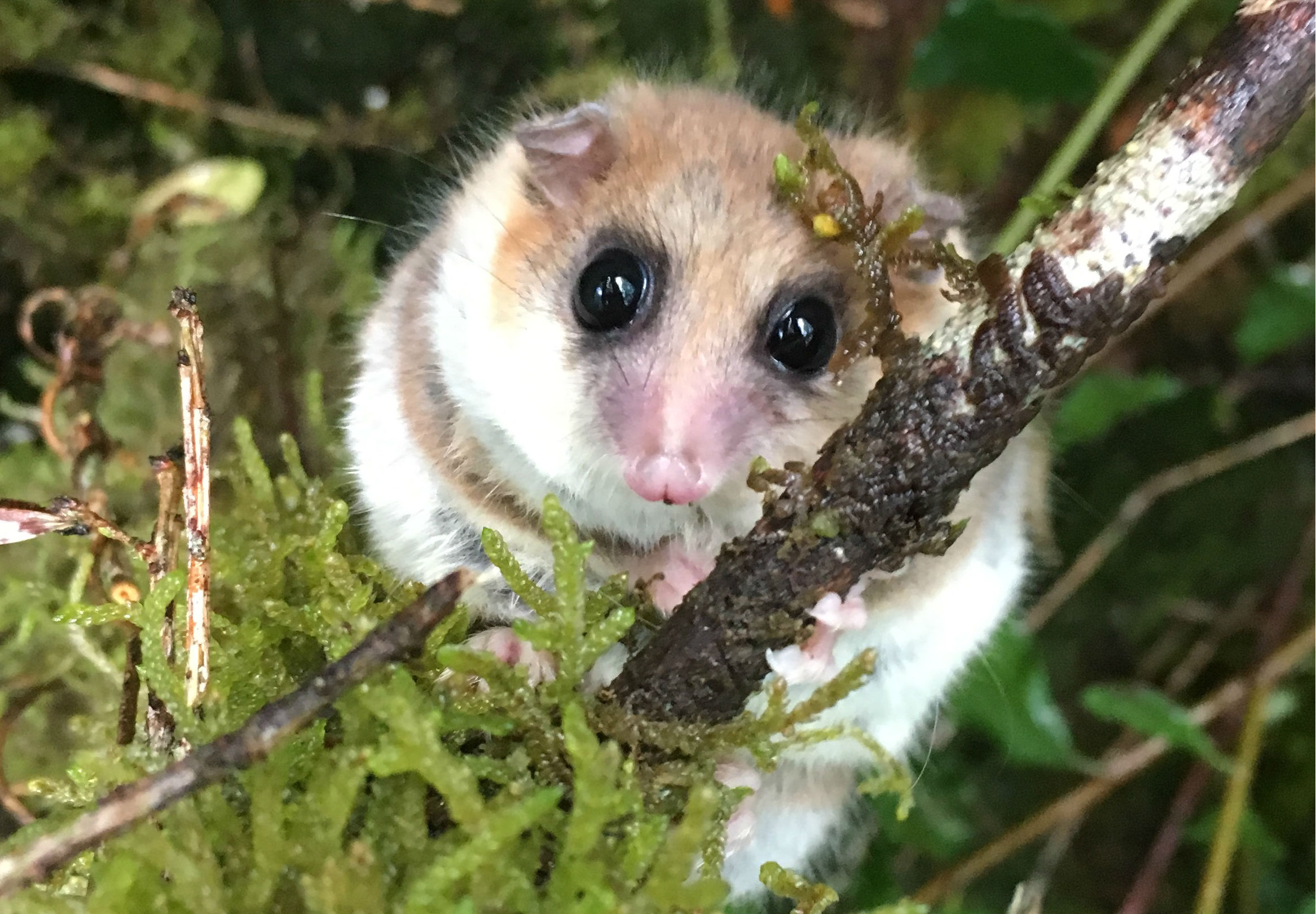 Hallazgo: monito del monte extiende su hábitat en el sur de Chile
