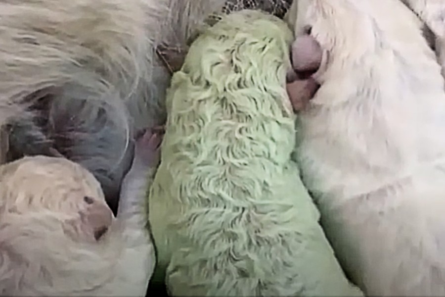 VIDEO | “Pistacho”, así fue bautizado el extraño perro verde nacido en ...