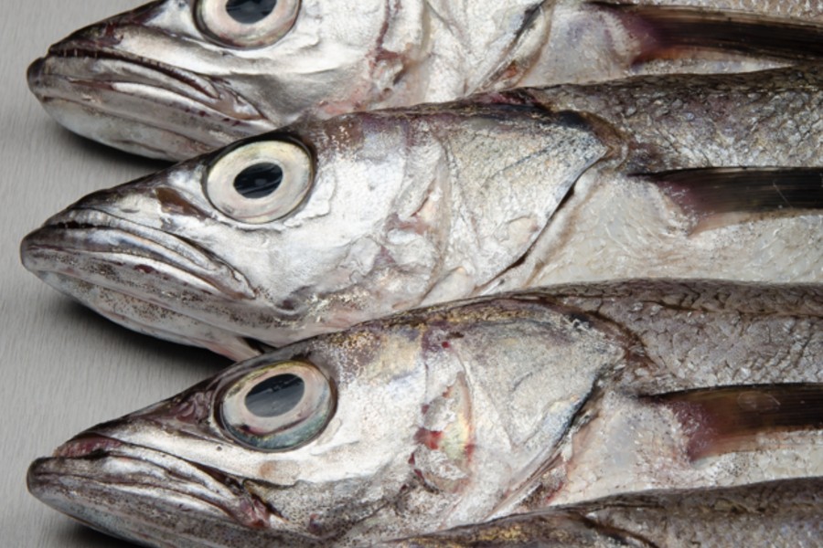 Día de la Merluza Chilena: Llaman a reflexionar sobre la crisis de las ...