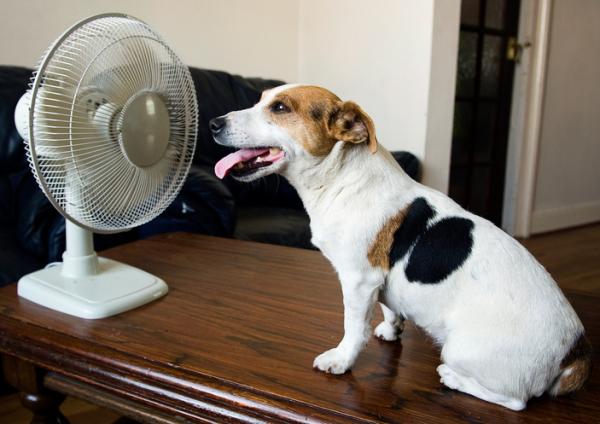 ¿Cómo aprender a detectar si tu perro tiene calor?