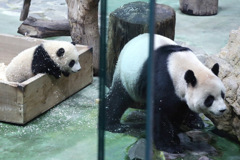Uno de los últimos grandes pandas de Taiwán aparece por primera vez ...