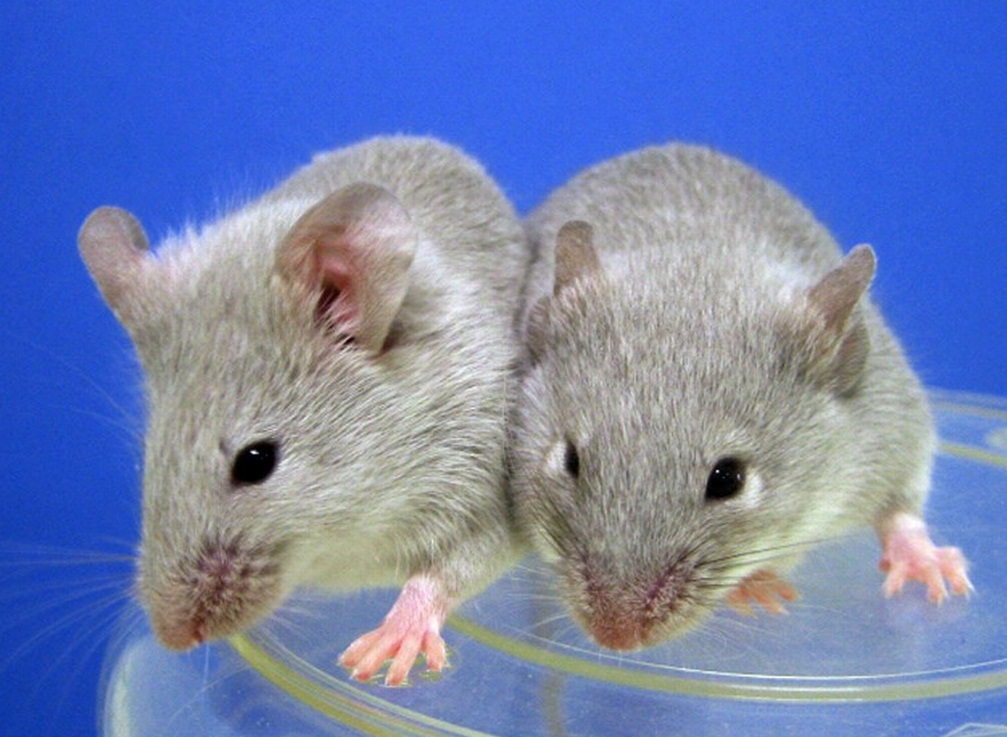 Desarrollan novedoso sistema para detectar y erradicar ratas