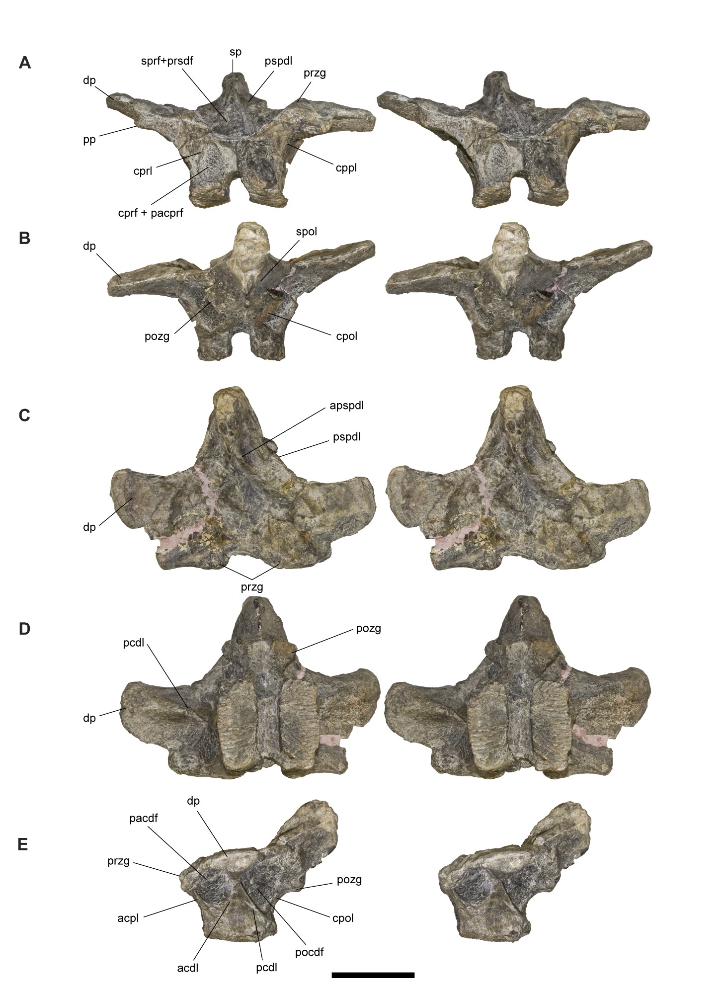 Presentan una nueva especie de dinosaurio chileno: el Arackar licanantay