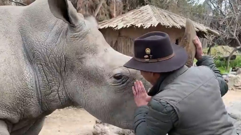 Buin Zoo realiza histórico envío de su primera cría de rinoceronte a ...