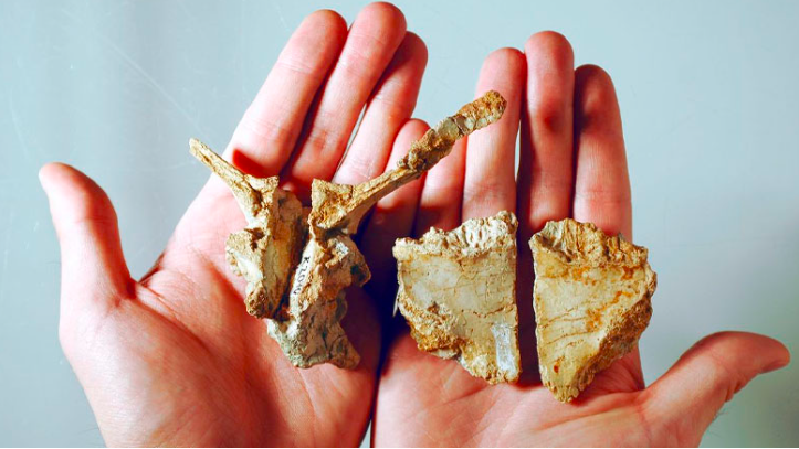 Científicos hallan una nueva especie de dinosaurio enano que habitó en ...