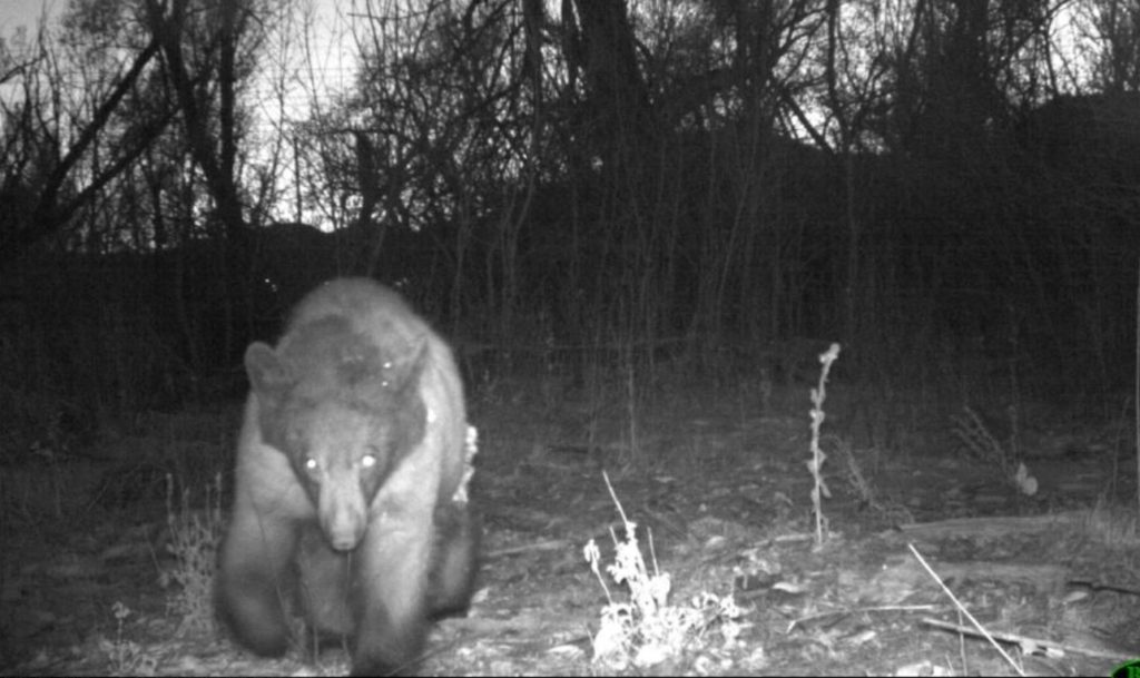 Un oso en Colorado se lució en redes sociales luego de tomarse más de ...
