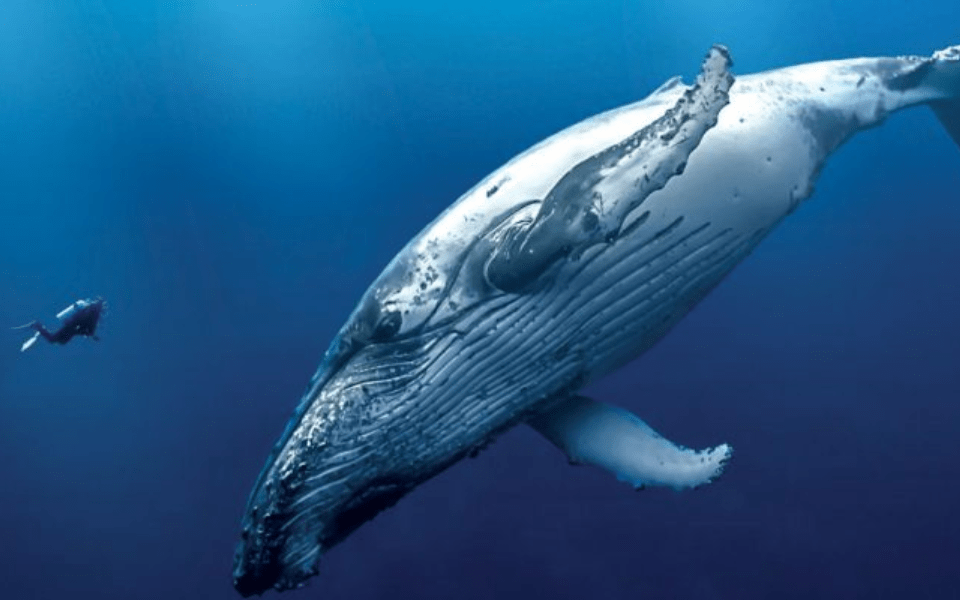 Estudio revela que las ballenas azules podrían estar apareándose con otras especies de cetáceos