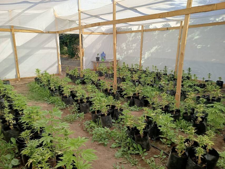 Descubrieron plantación de marihuana en Pirque: hay cinco detenidos